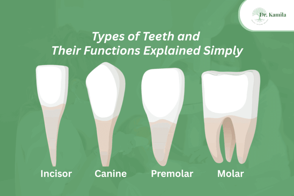 4 Teeth Types and Their Functions Explained Simply